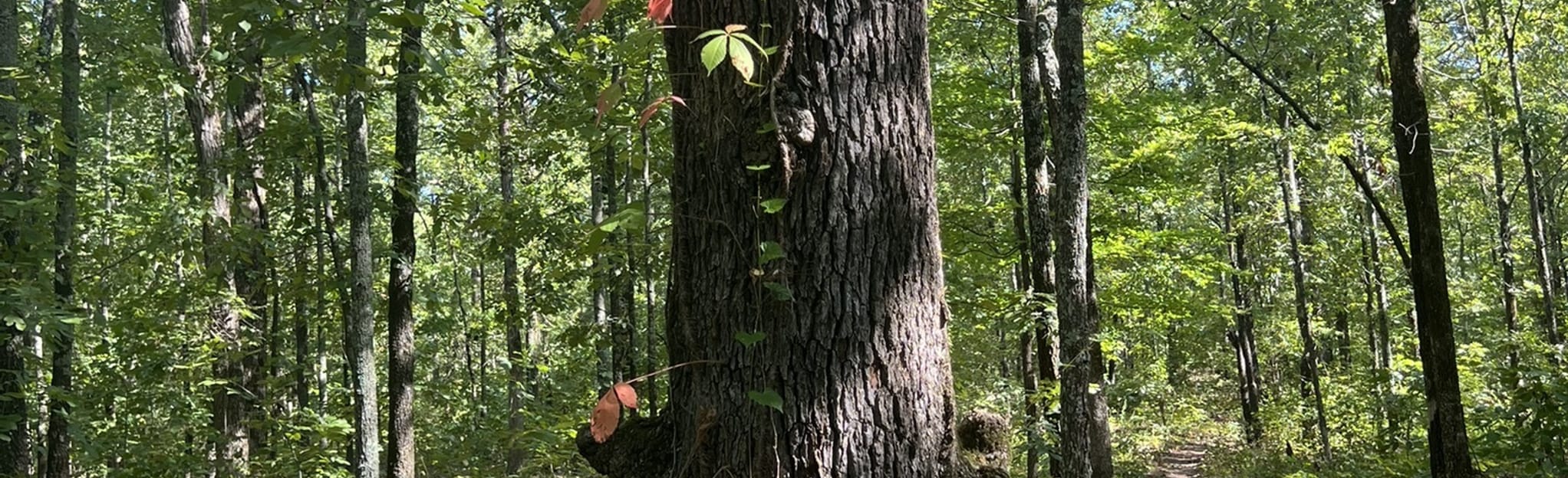 Camp Robinson Loop: Yucca, Porta Potty, and Ten Bridges Trails | Map ...