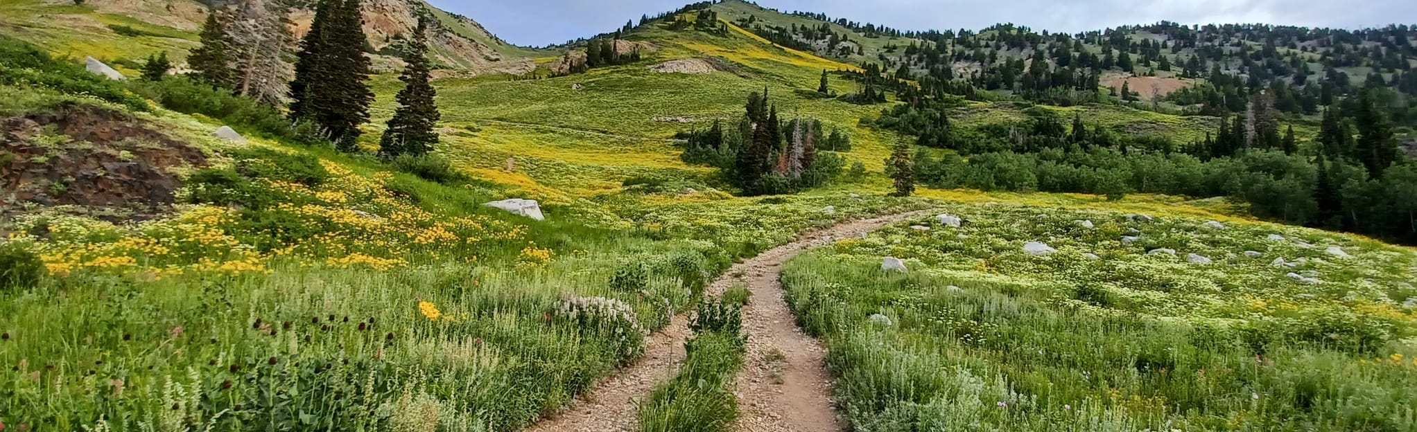 Cardiff Pass Trail: 399 Reviews, Map - Utah | AllTrails