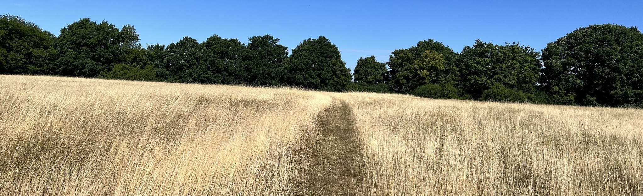 Broxbourne - Bencroft Woods Circular: 38 Fotos - Hertfordshire, England ...