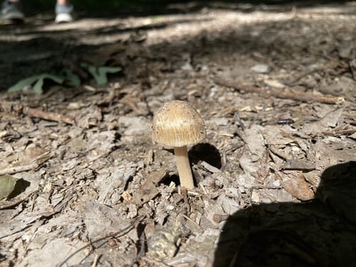 Best Hikes and Trails in Scott State Forest | AllTrails