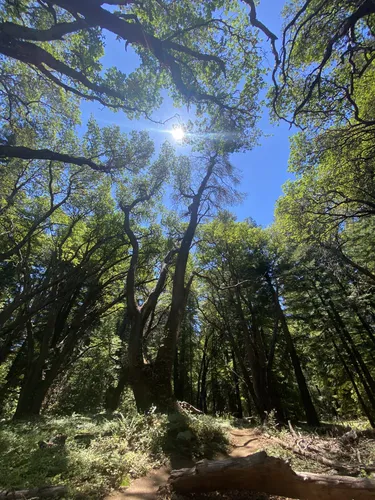 10 Best Mountain Biking Trails in Santa Cruz | AllTrails