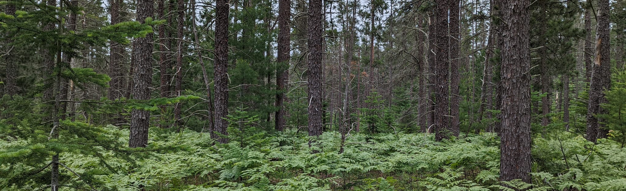 White Birch Forest Nature Trail, Michigan - 13 Reviews, Map | AllTrails