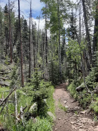 10 Best Trails and Hikes in South Fork | AllTrails