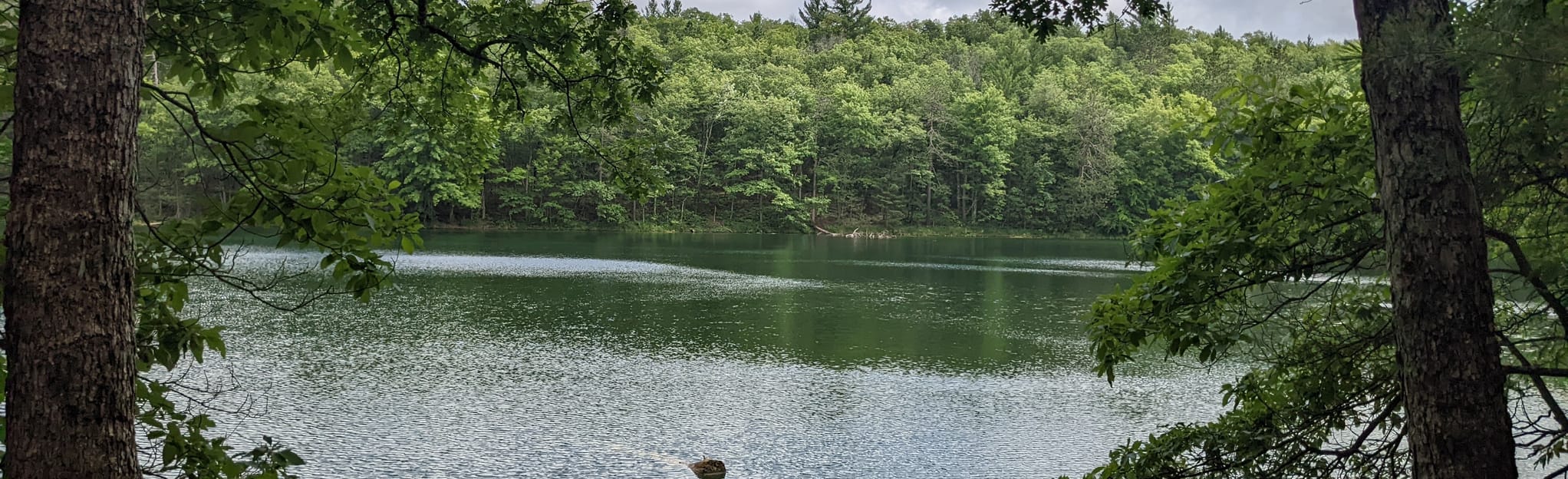 Bowman Lake Trail, Michigan - 101 Reviews, Map | AllTrails