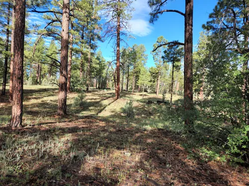 10 Best Trails and Hikes in Heber-Overgaard | AllTrails