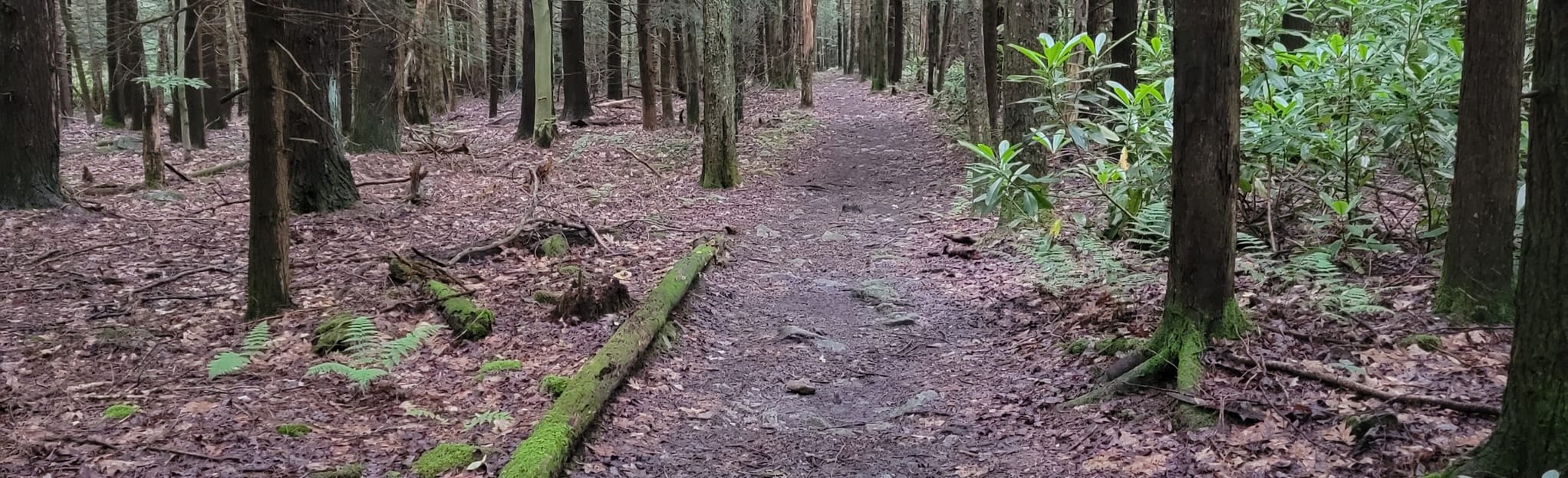 Spruce Run Trail, Pennsylvania - 229 Reviews, Map | AllTrails