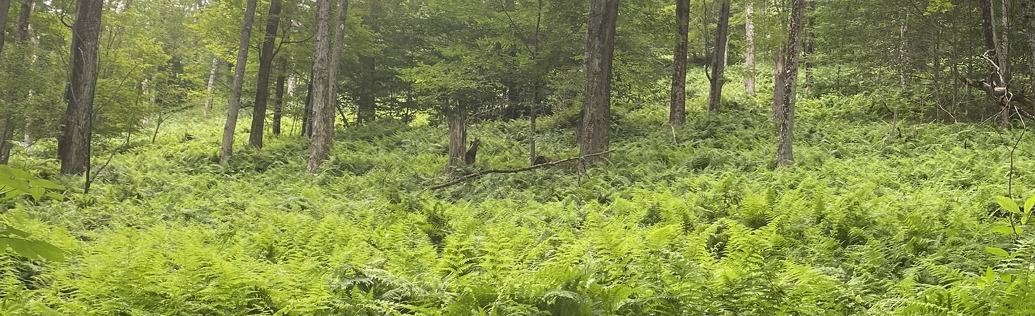 White Line Trail, Pennsylvania - 32 Reviews, Map | AllTrails