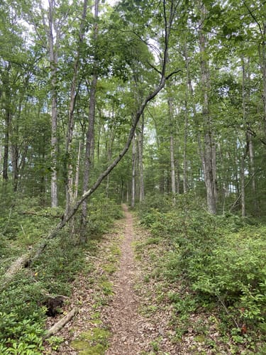 Best Hikes and Trails in Hyner Run State Park | AllTrails