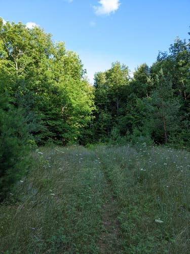 Best Hikes and Trails in Town of Mono Forests | AllTrails