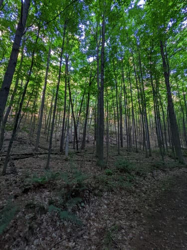 Best Hikes and Trails in Town of Mono Forests | AllTrails