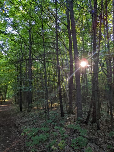 Best Hikes and Trails in Town of Mono Forests | AllTrails