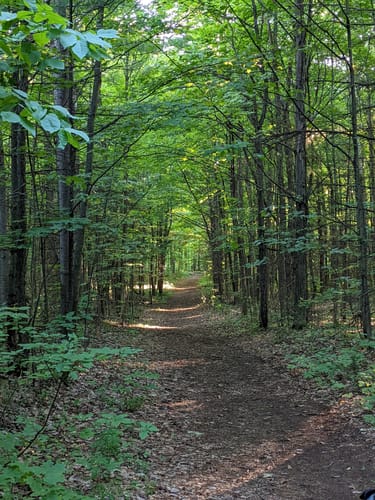 Best Hikes and Trails in Town of Mono Forests | AllTrails