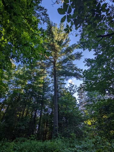 Best Hikes and Trails in Town of Mono Forests | AllTrails