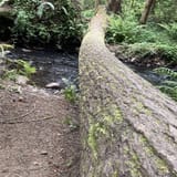 Tickle Creek Trail, Oregon - 294 Reviews, Map | AllTrails