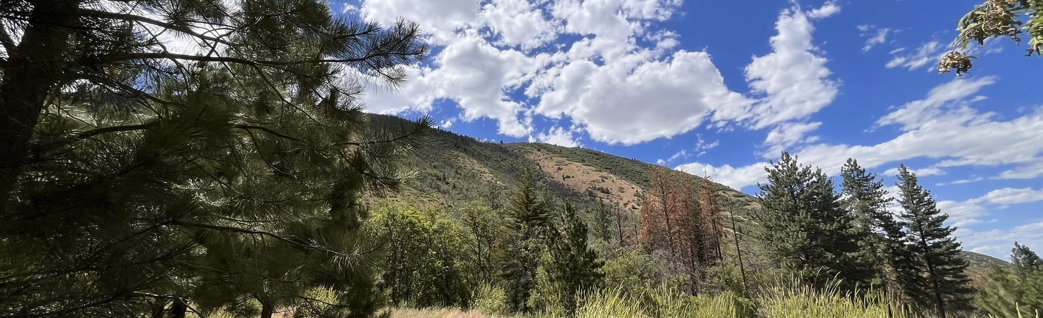 Pine Forest to Camp Maple Dell, Utah - 212 Reviews, Map | AllTrails