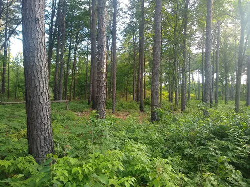 Best 10 Hikes and Trails in Albany Pine Bush Preserve | AllTrails