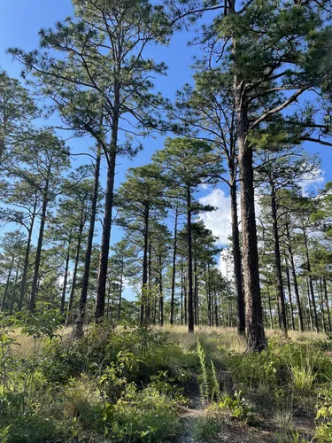 Best Forest Trails in Fort Bragg | AllTrails