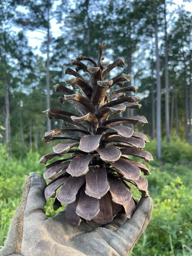 Best Forest Trails in Fort Bragg | AllTrails