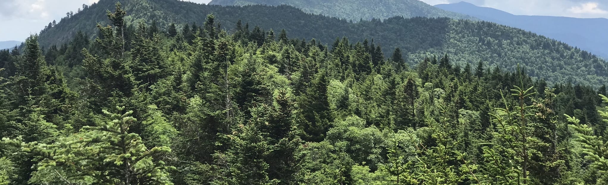 Celo Knob Via Black Mountain Crest and Colbert Ridge Trails: 48 Reviews ...