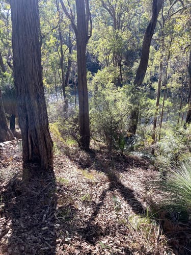 Best 10 Hikes and Trails in Lane Poole Reserve | AllTrails