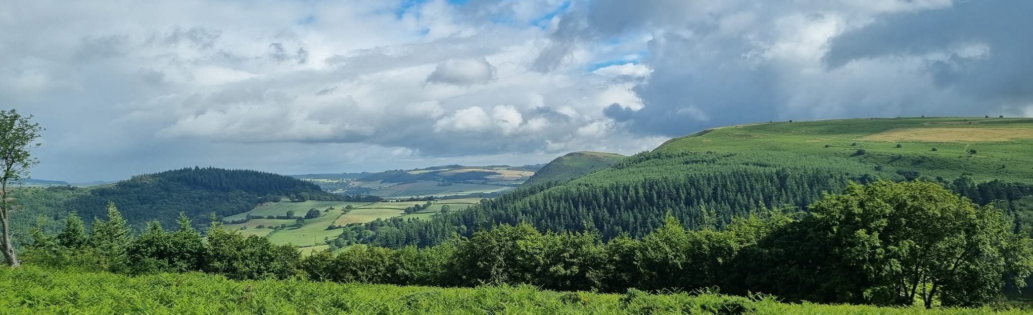 Hergest Ridge: 103 Reviews, Map - Herefordshire, England | AllTrails