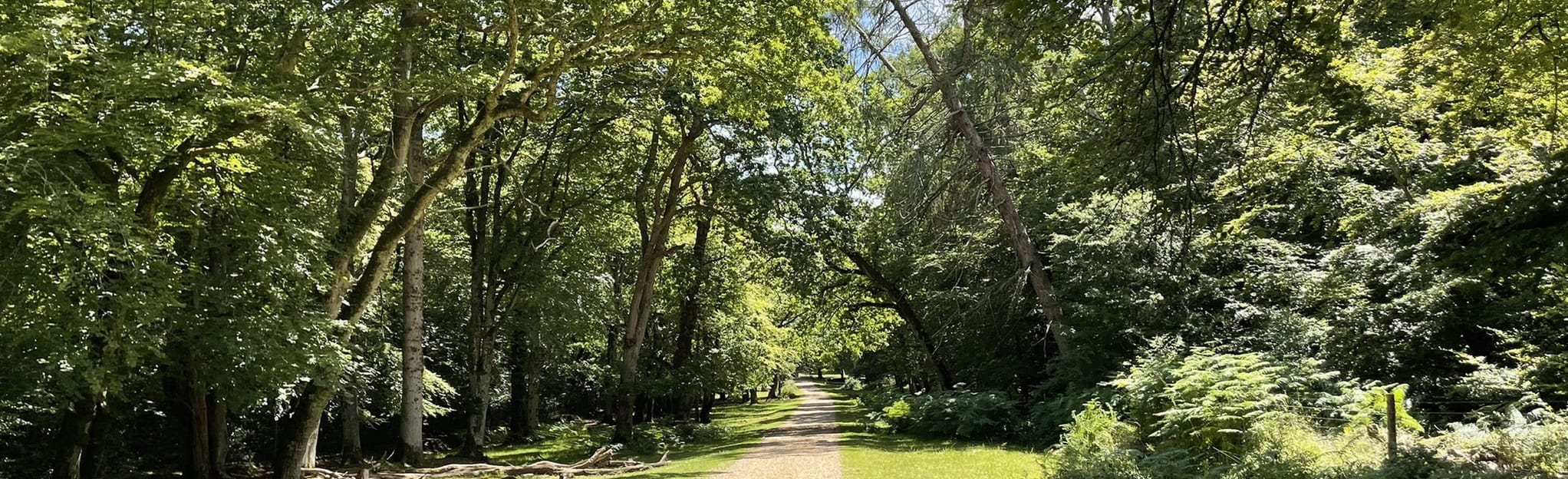 Pondhead Inclosure and Lyndhurst Circular: 10 Reviews, Map - Hampshire ...