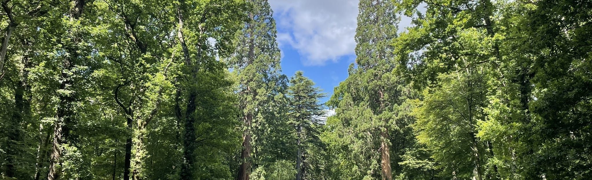 Tall Trees Trail Circular | Map, Guide - Hampshire, England | AllTrails