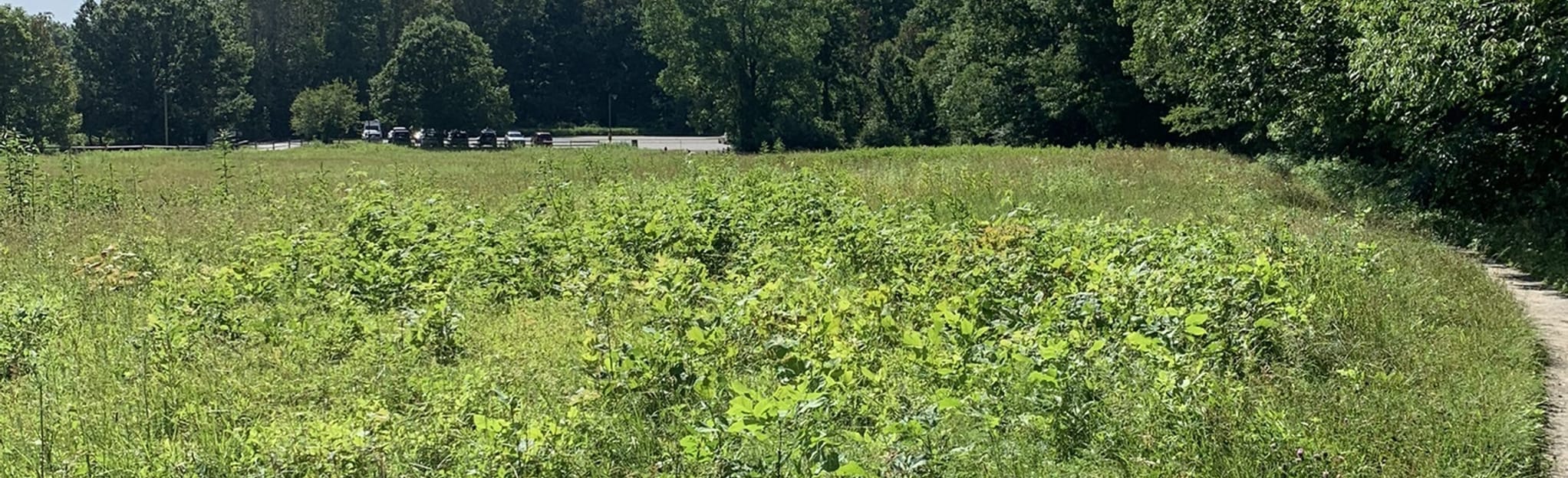 Ledges, Pine Grove & Boston Loop: 125 Reviews, Map - Ohio | AllTrails