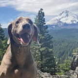 Dog River Trail, Oregon - 214 Reviews, Map | AllTrails