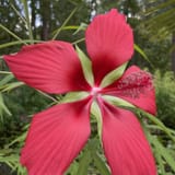 Cape Fear Botanical Garden Trail, North Carolina - 51 Reviews, Map ...