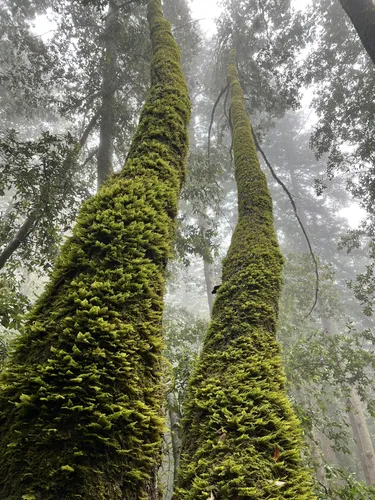 10 Best Trails and Hikes in Woodside | AllTrails