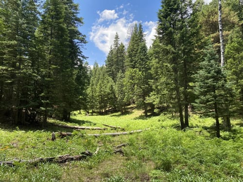 2023 Best 10 Trails and Hikes in Happy Jack | AllTrails