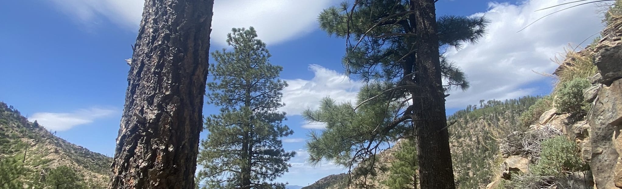 Coconino Tunnel Trail, Arizona - 68 Reviews, Map | AllTrails