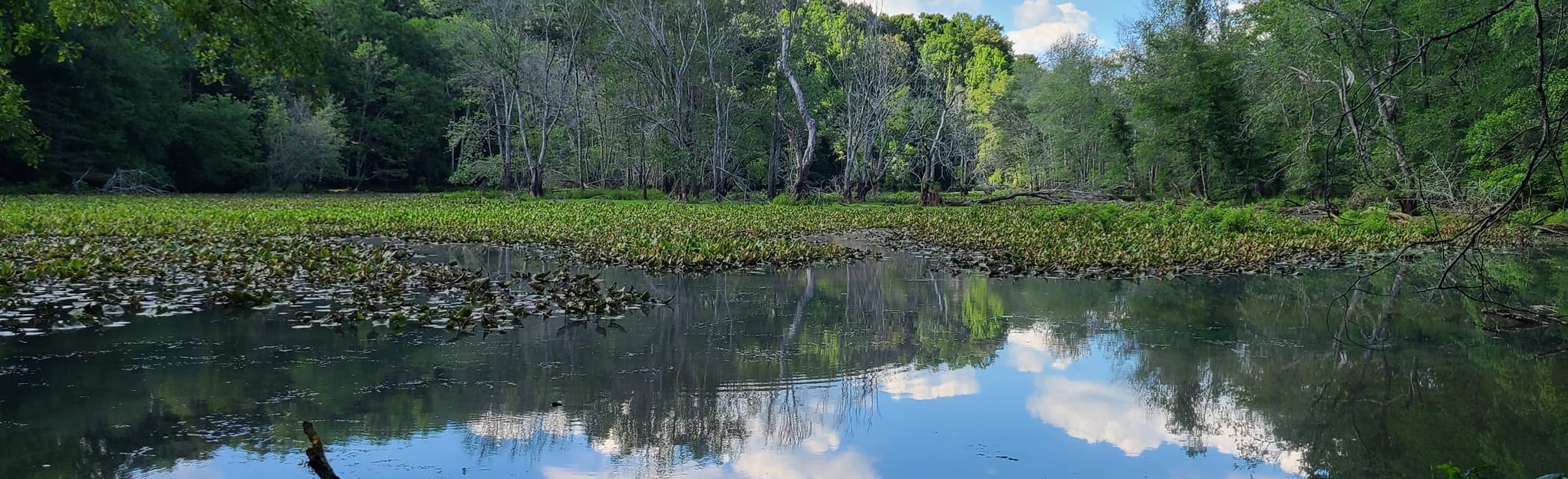 Sandy Creek Outer Loop, 114 Fotos - Georgia | AllTrails