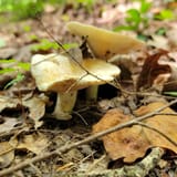 Lumber Ridge Trail, Tennessee - 211 Reviews, Map | AllTrails