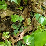 Lumber Ridge Trail, Tennessee - 211 Reviews, Map | AllTrails