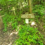 Lumber Ridge Trail, Tennessee - 211 Reviews, Map | AllTrails