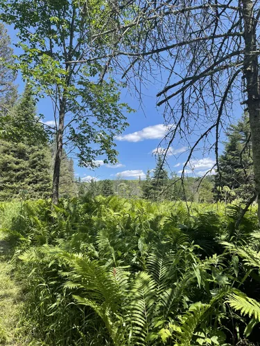 10 Best Hikes and Trails in Escanaba River State Forest | AllTrails