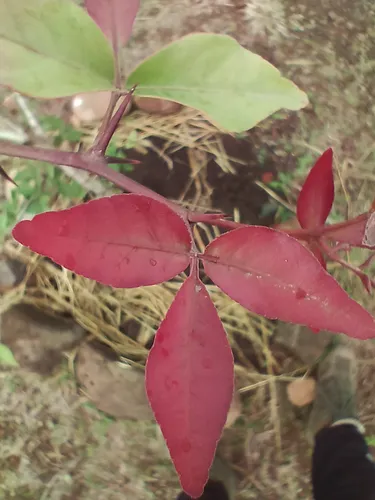 2023 Best 10 Kid Friendly Trails in Pune | AllTrails