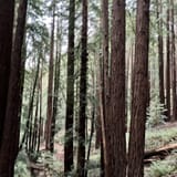 Tres Sendas Trail, California - 276 Reviews, Map | AllTrails