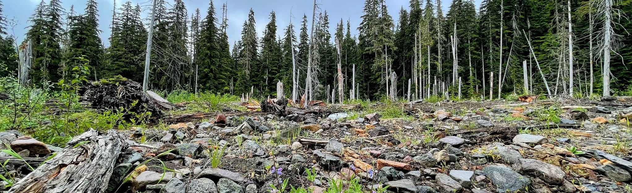 Clear Fork Trail #61: 4 Reviews, Map - Washington | AllTrails