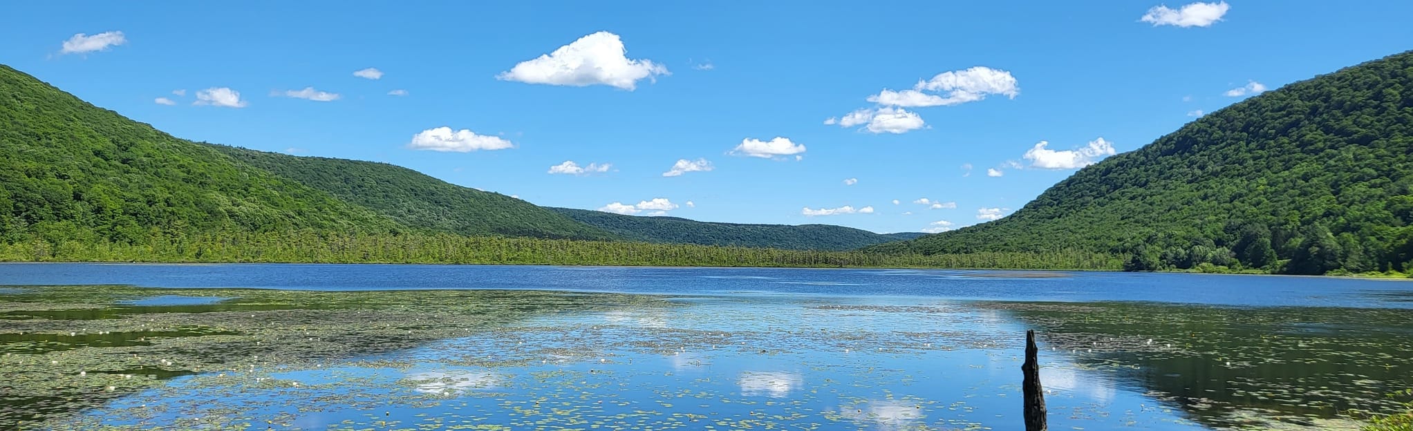 Labrador Pond Boardwalk Loop: 154 foto - New York | AllTrails