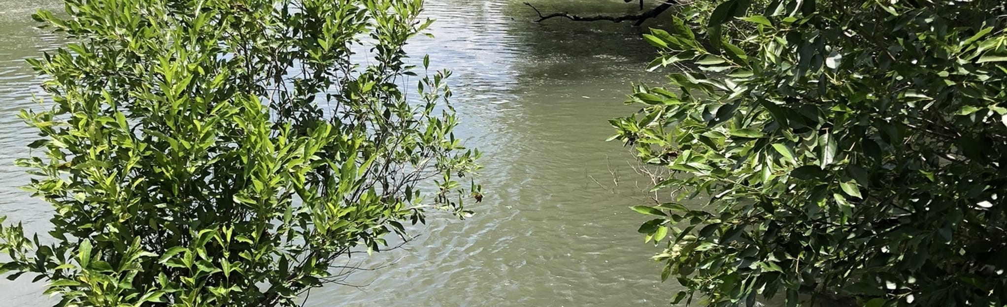 Blue River Catch and Release Trail | Map, Guide - Oklahoma | AllTrails