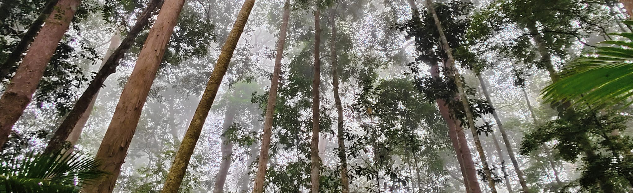 Mount Chemendong : 10 Photos - Johor, Malaisie | Randonnée | AllTrails