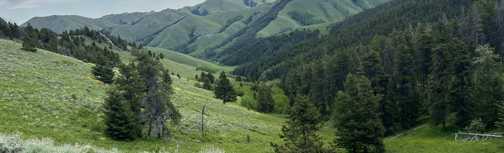 Windy Mountain Loop, Montana - 110 Reviews, Map | AllTrails