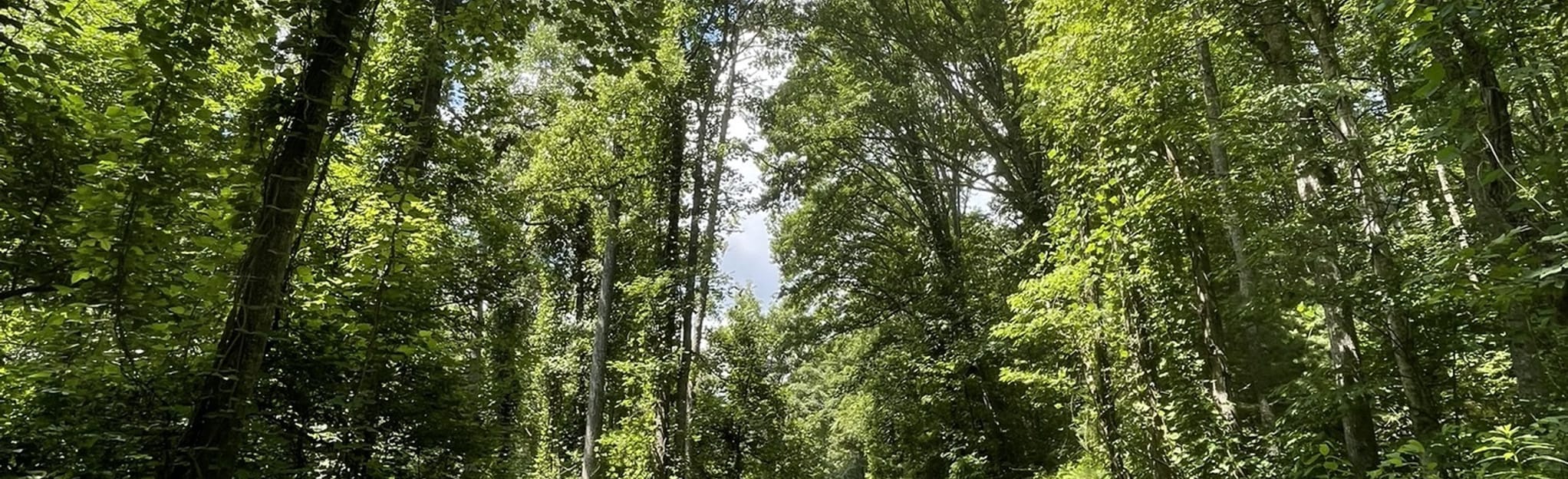 Hard Times Loop: 852 Reviews, Map - North Carolina | AllTrails