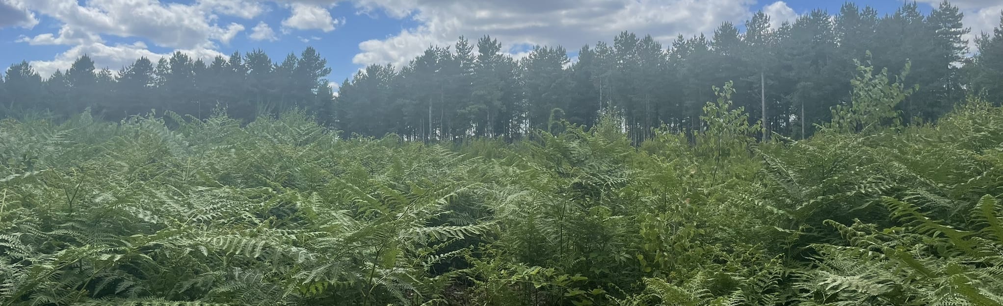 Rendlesham Forest UFO Site Circular: 60 Reviews, Map - Suffolk, England ...