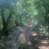 Chestnut Ridge Trail, Virginia - 450 Reviews, Map | AllTrails