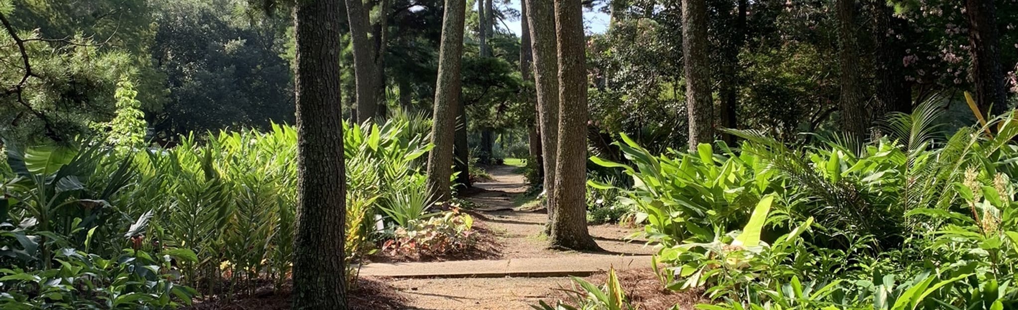 Learning Tree Trail | Mapa, Roteiro - Louisiana | AllTrails