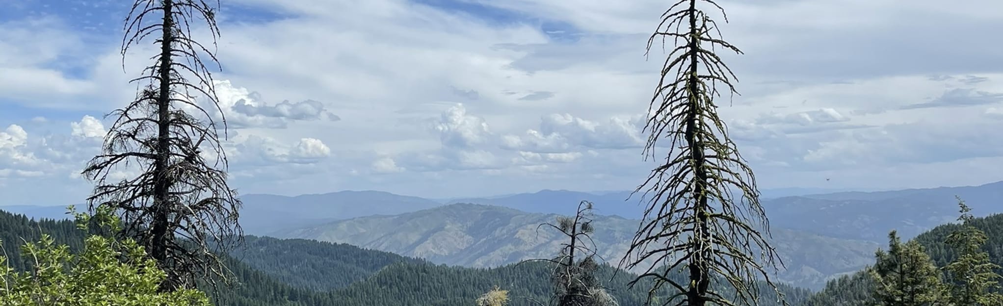 Mahalo Trail to Boise Ridge Road Loop - Idaho | AllTrails